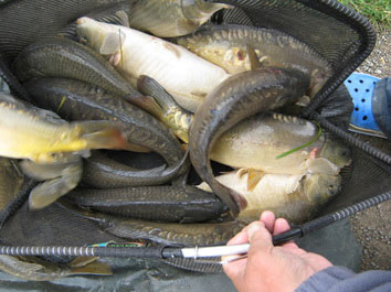 JansonFish001 - Visit Belvoir